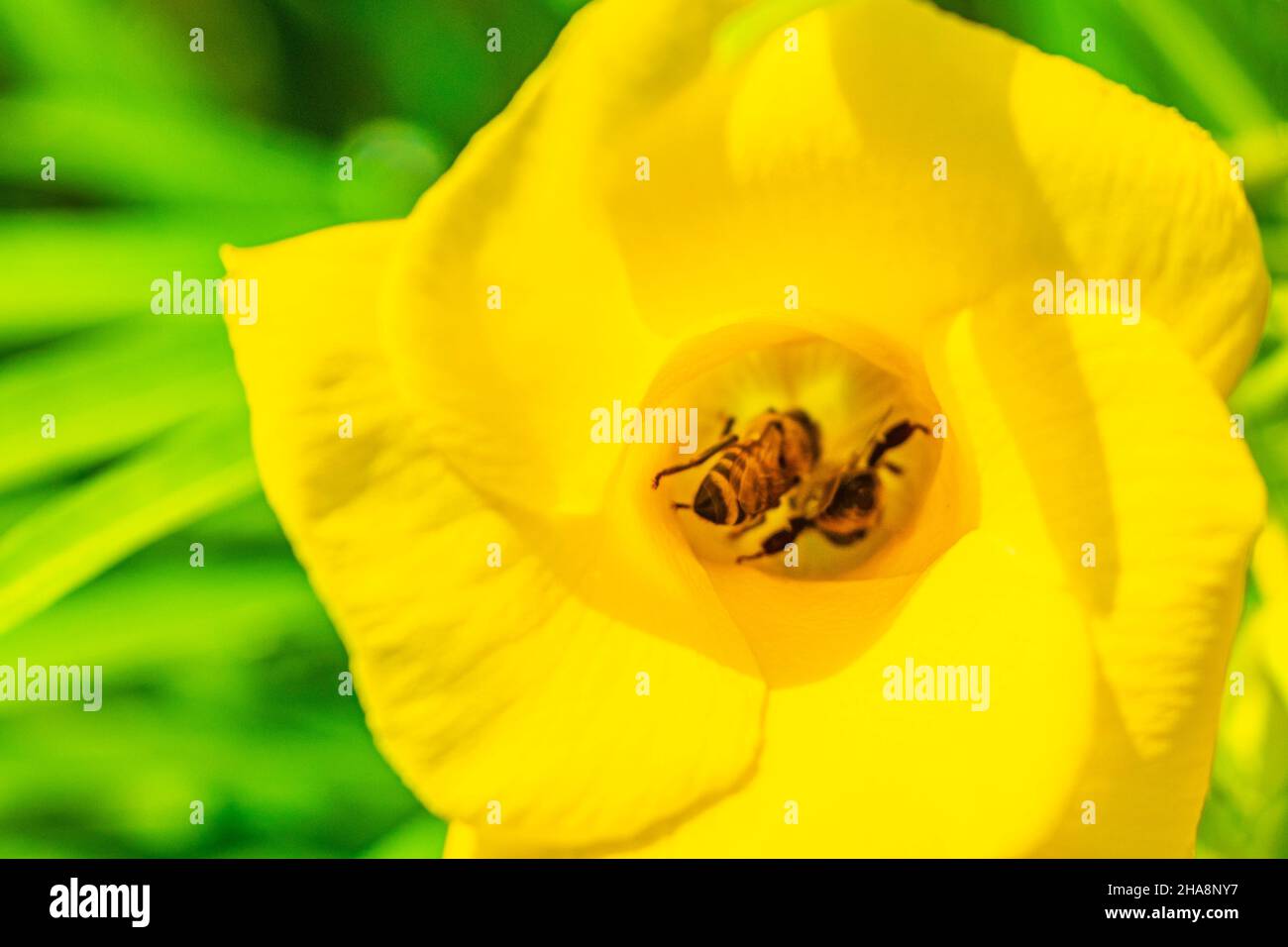 Honey bees fly and climb into the yellow Oleander flower on tree with ...