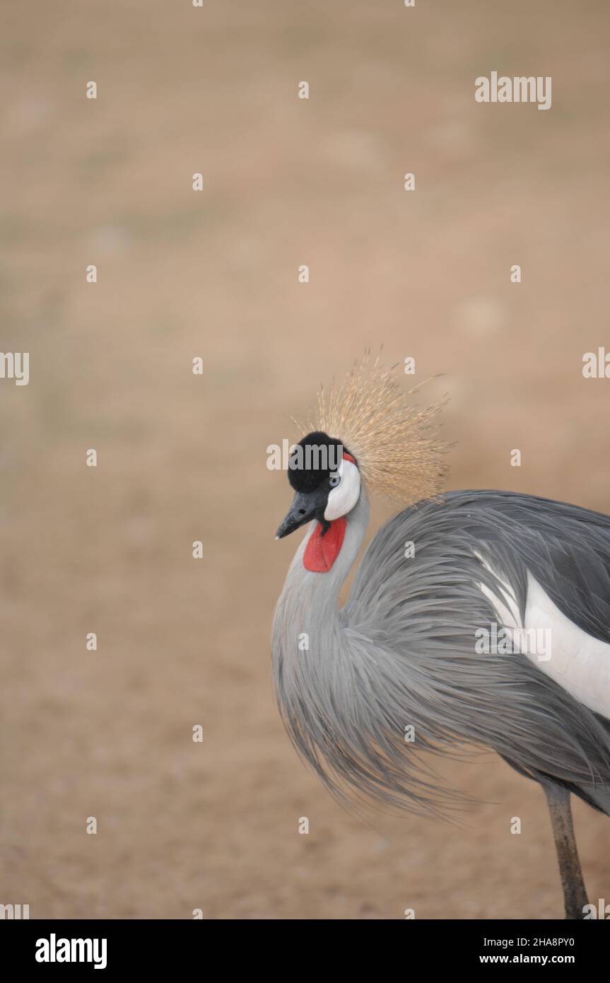 Riyadh zoo in saudi arabia hi-res stock photography and images - Alamy