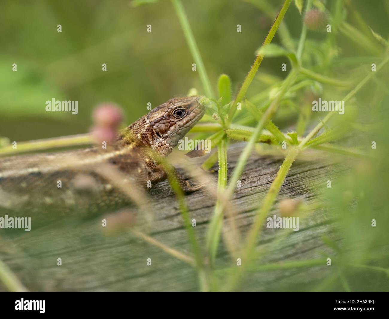 Common Lizard Basking on a Fence Post Stock Photo - Alamy