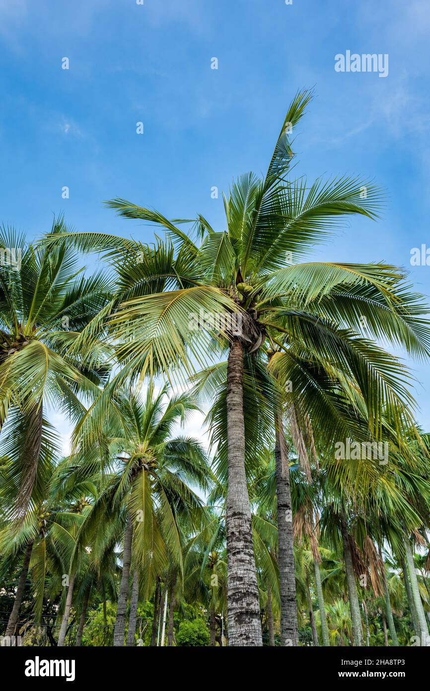 Coconut Tree Leaves Images