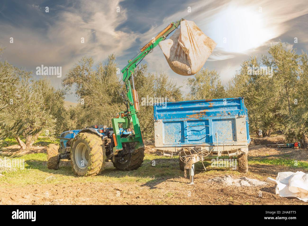 Tractor loading a trailer of olives Stock Photo - Alamy