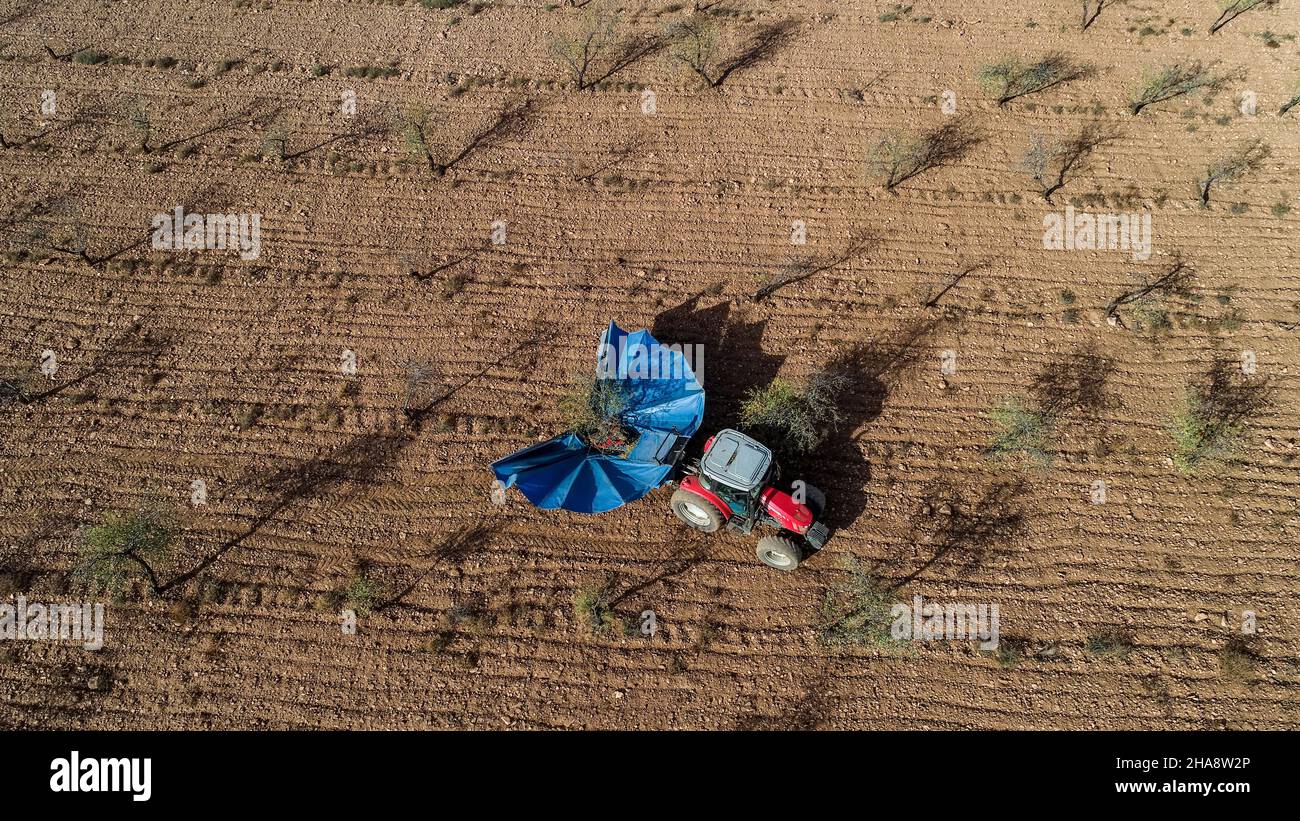 Tractor picking almonds with the umbrella Stock Photo - Alamy