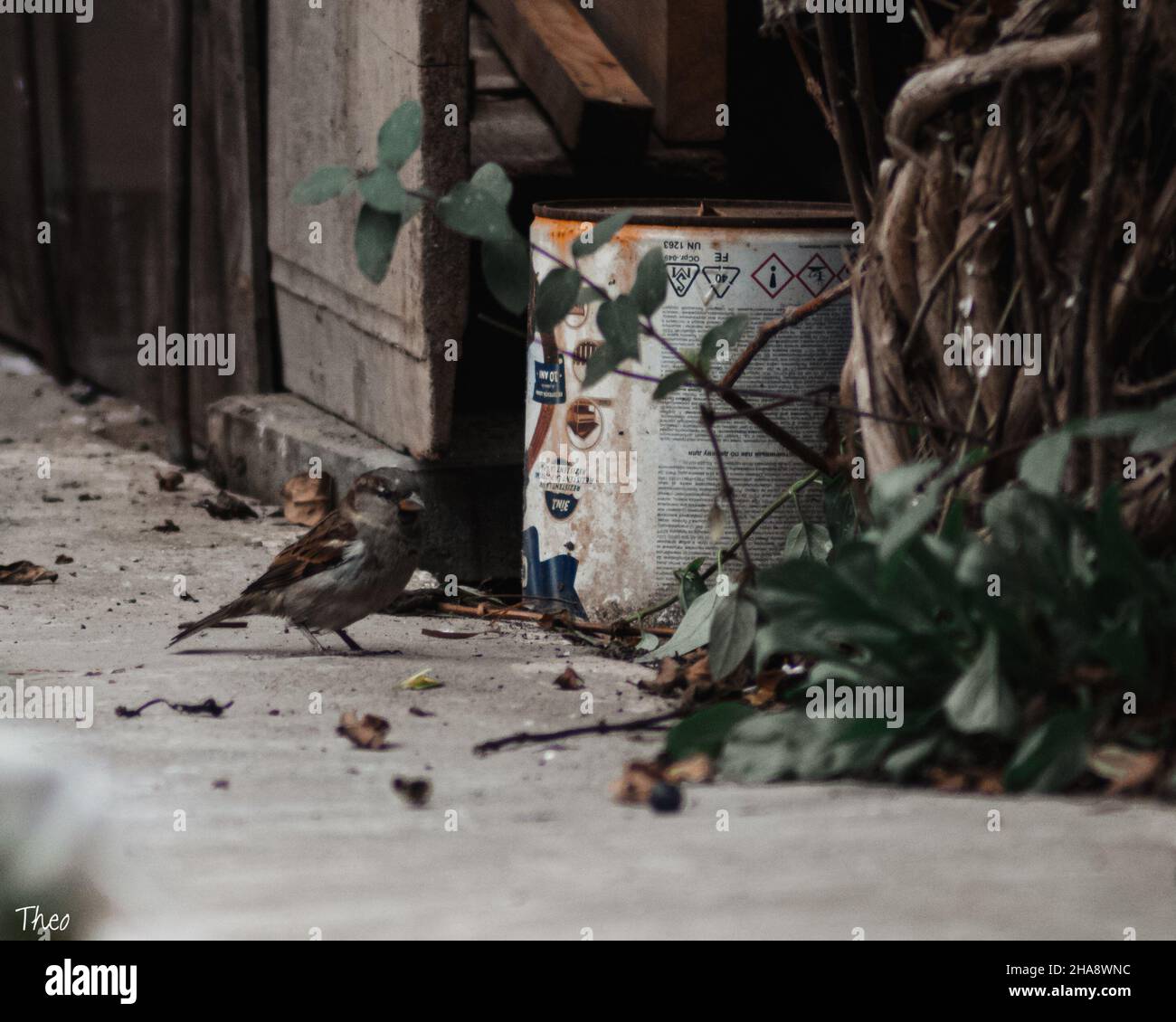 Sparrow farm hi-res stock photography and images - Alamy