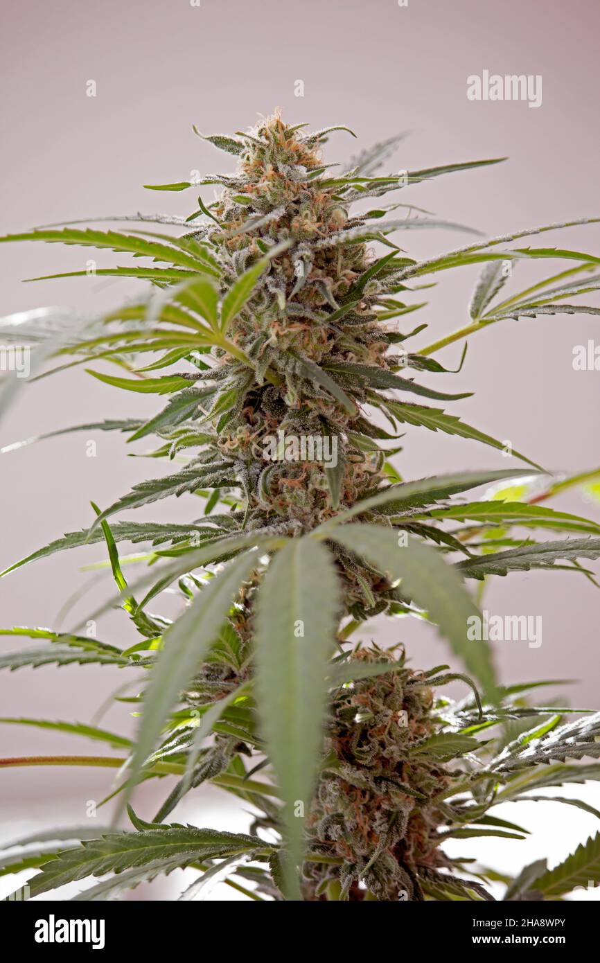 Marijuana flowers hi-res stock photography and images - Alamy