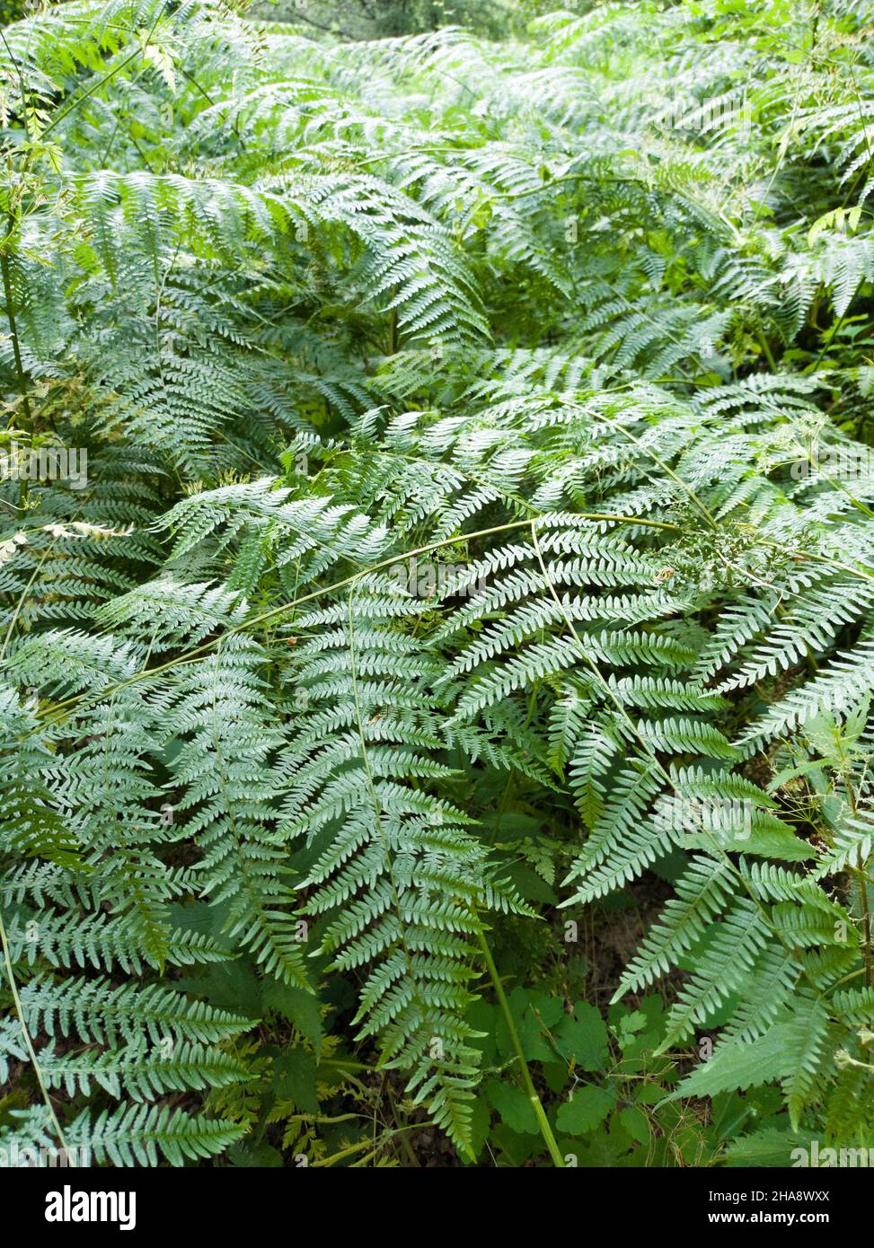 Fern filicopsida ferns flora hi-res stock photography and images - Alamy