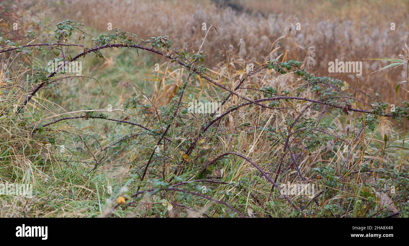 Blackberry stems seen in Pagham Harbour Nature Reserve Stock Photo - Alamy