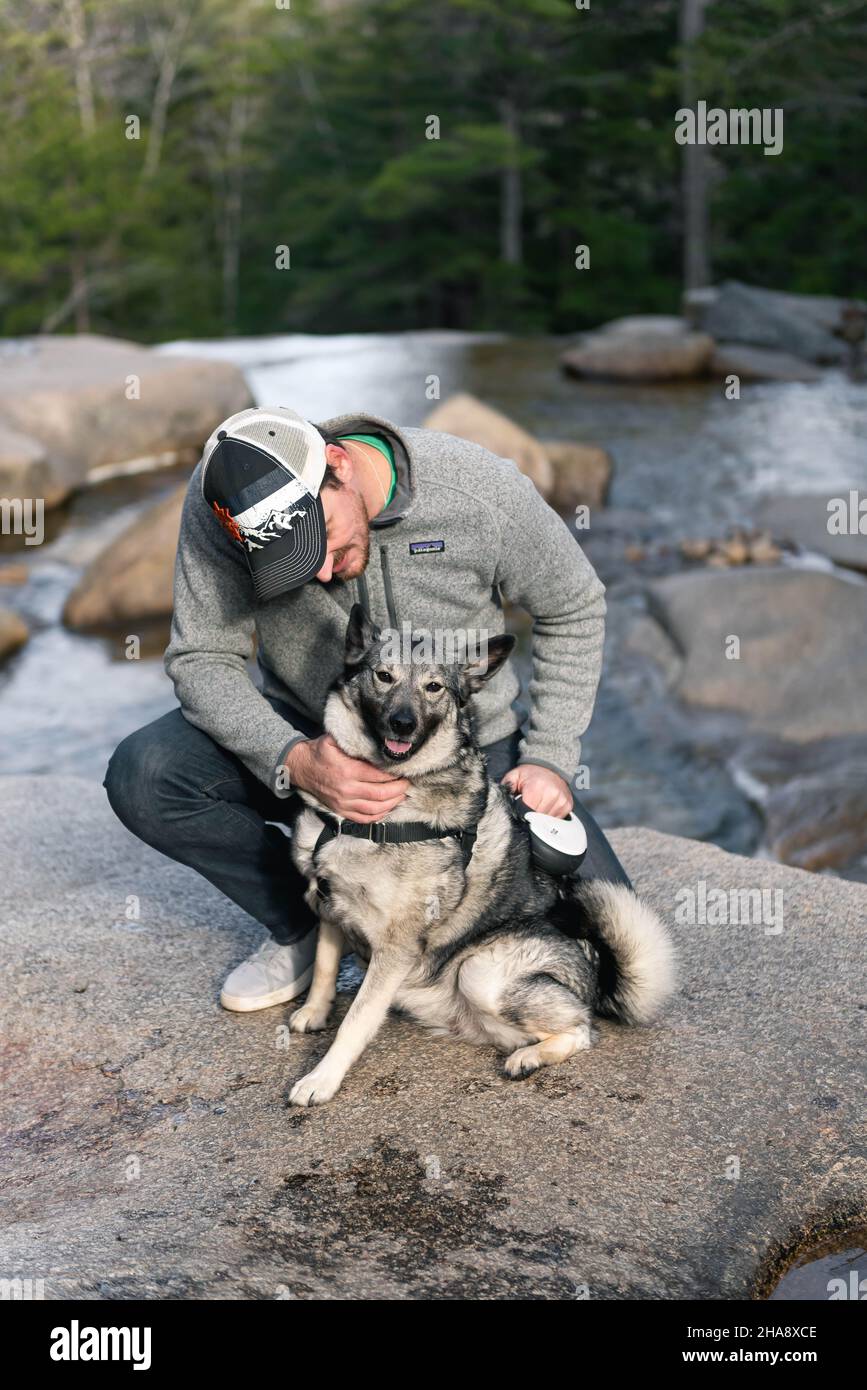 A Norwegian Elkhound hikes with her humans in New Hampshire Stock Photo ...
