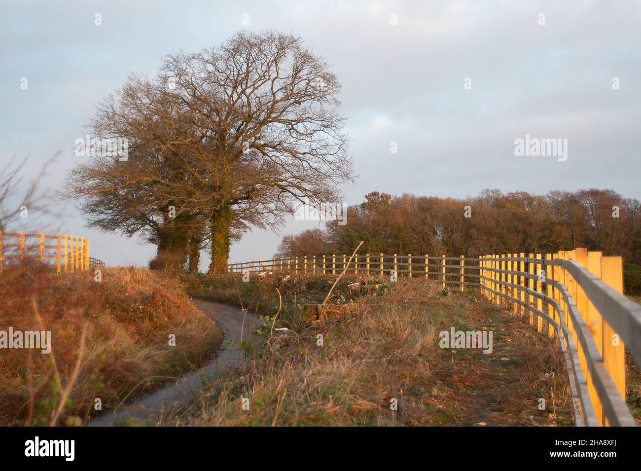 Hs2 tree stumps hi-res stock photography and images - Alamy