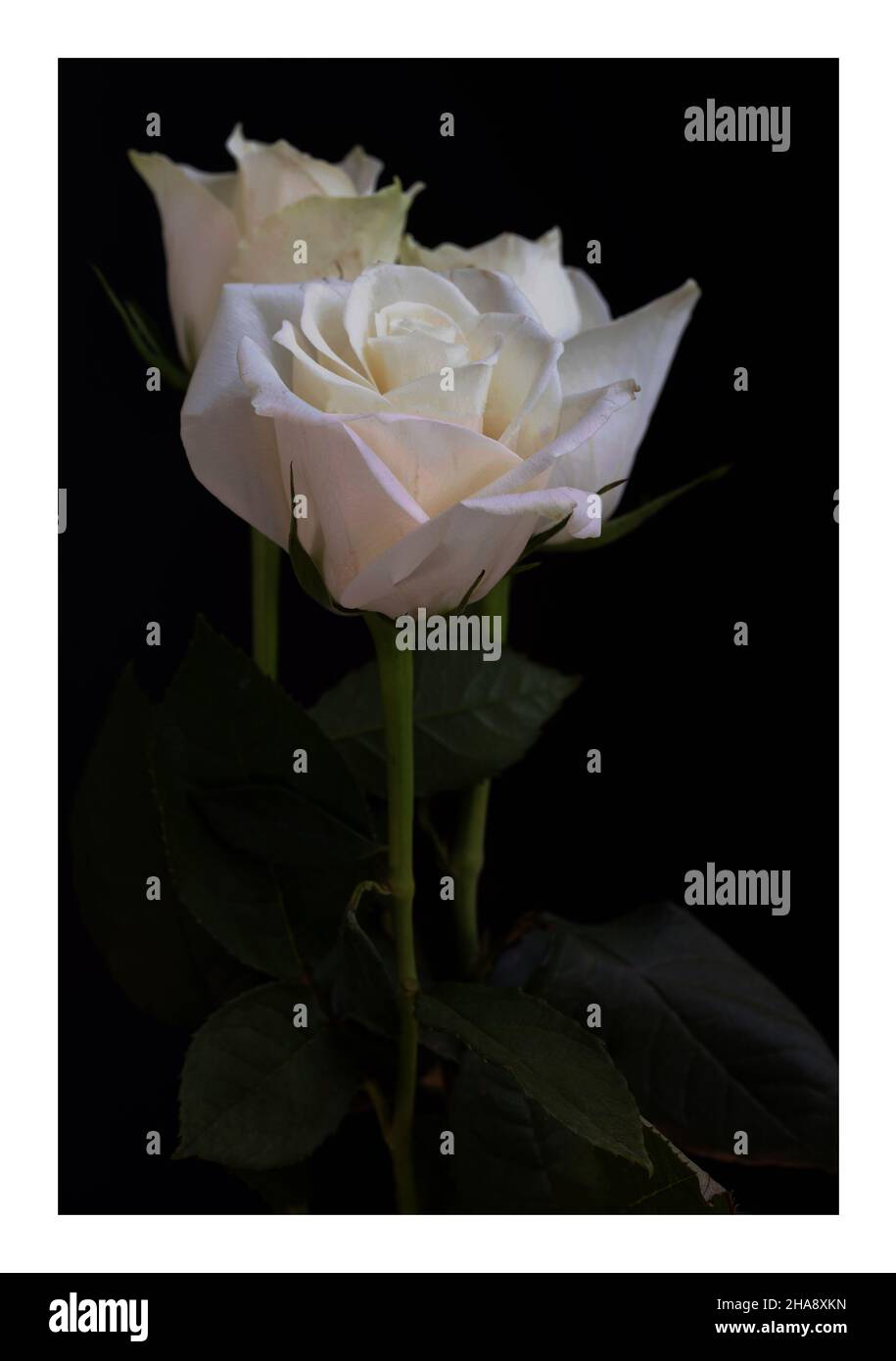 Vertical shot of a beautiful white rose on the black background Stock ...