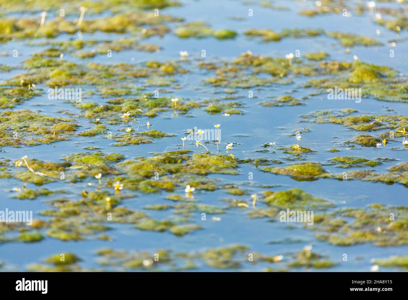 Slime covered pond surface with tiny white flowers growing Stock Photo ...