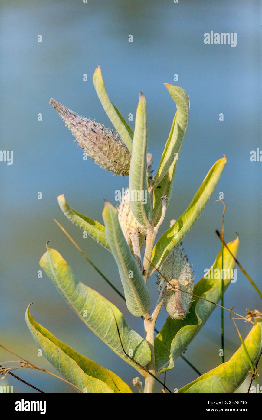 Unbloomed milk weed pods grow from a green stalk blue background Stock ...