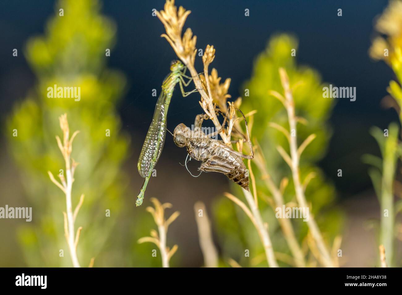 Large dragonfly nymph casing next to a small green damsel fly Stock ...