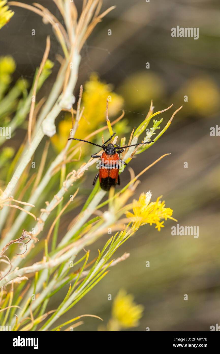 Large red and black milkweed beetle hanging out on the sagebrush Stock ...