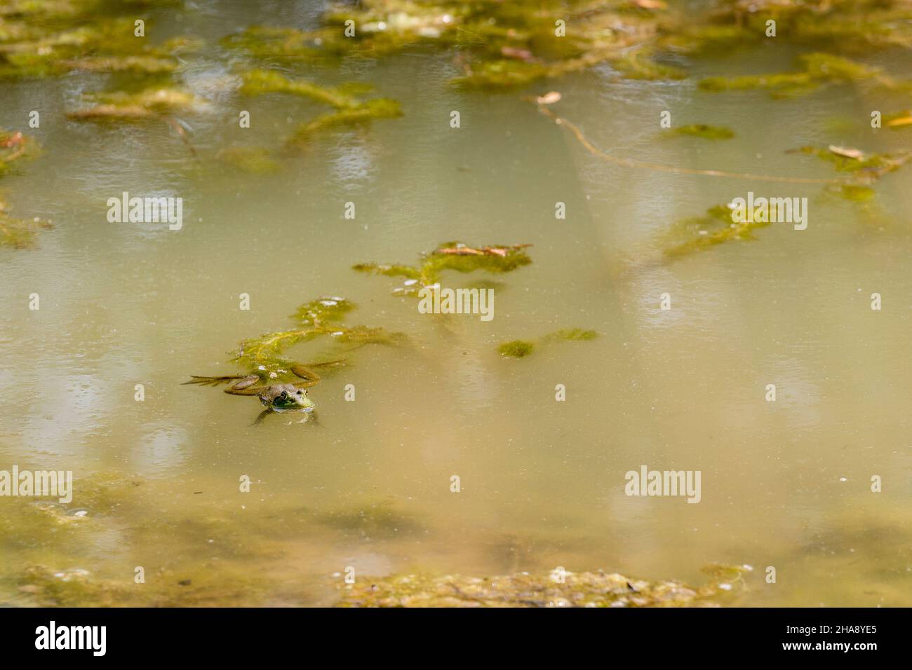 Frog swimming lazily in the middle of a scummy pond Stock Photo - Alamy