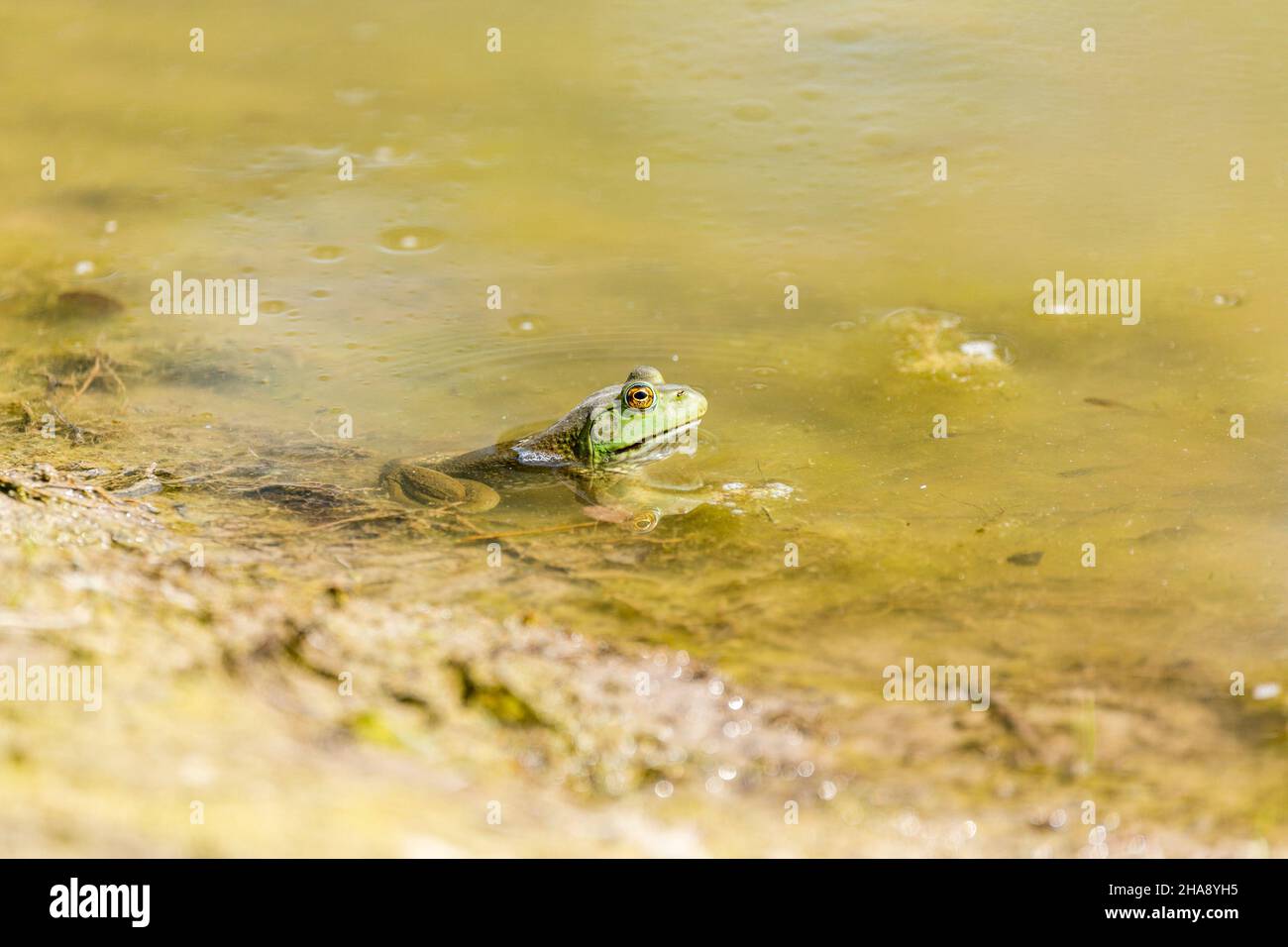 Frog eyes above water hi-res stock photography and images - Alamy