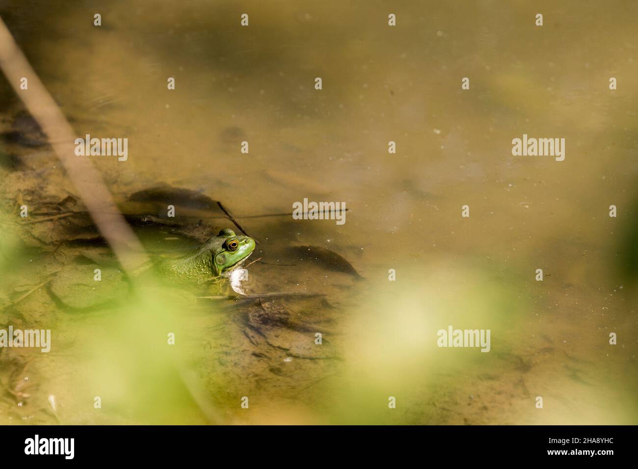 Green bullfrog in a slimy pond behind leaves Stock Photo - Alamy