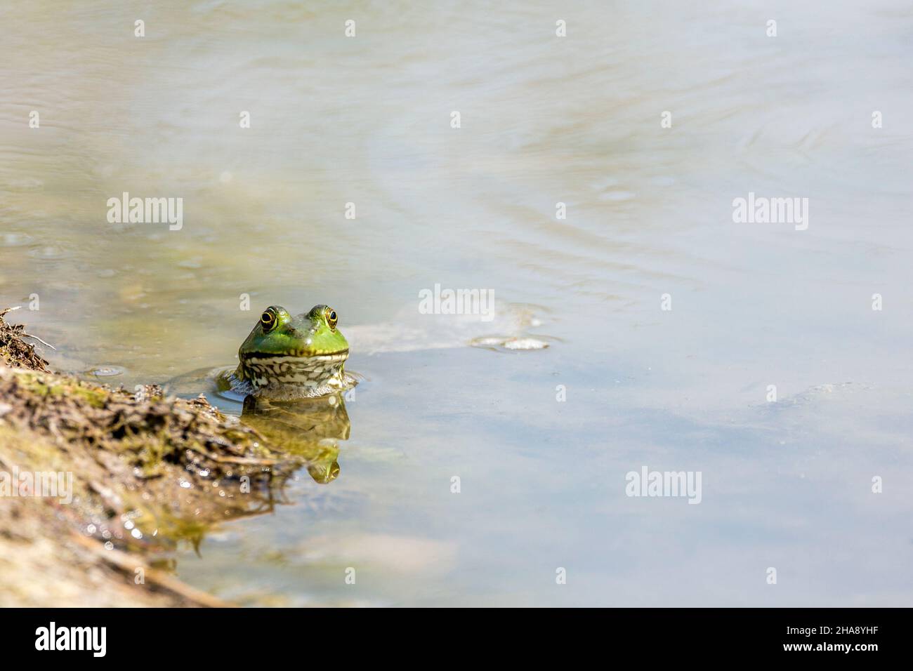 Green bullfrog with a speckled throat relaxes in a pool of slimy water ...