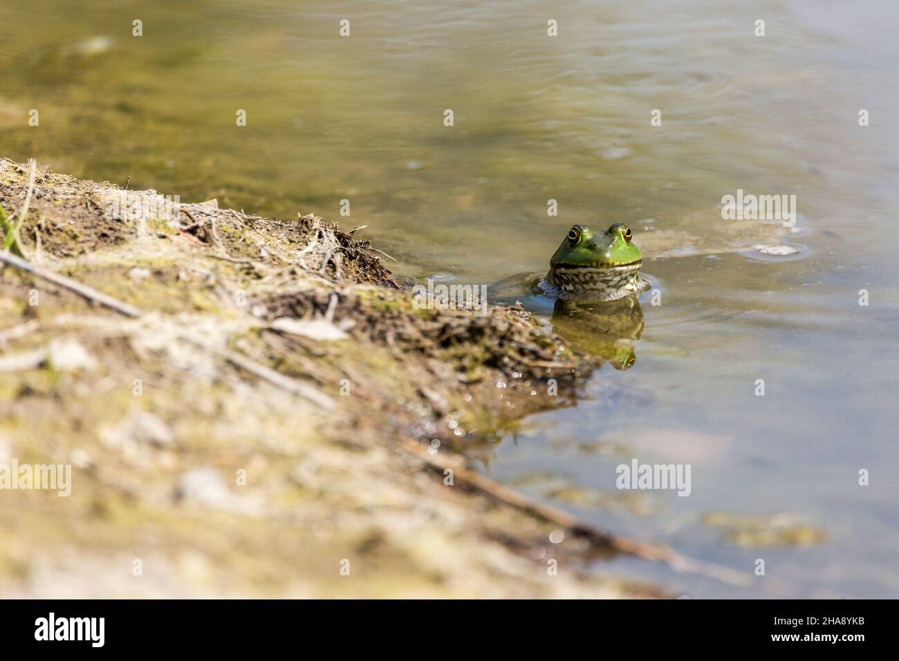 Bullfrog facing forward just inside the pond next to the edge Stock ...