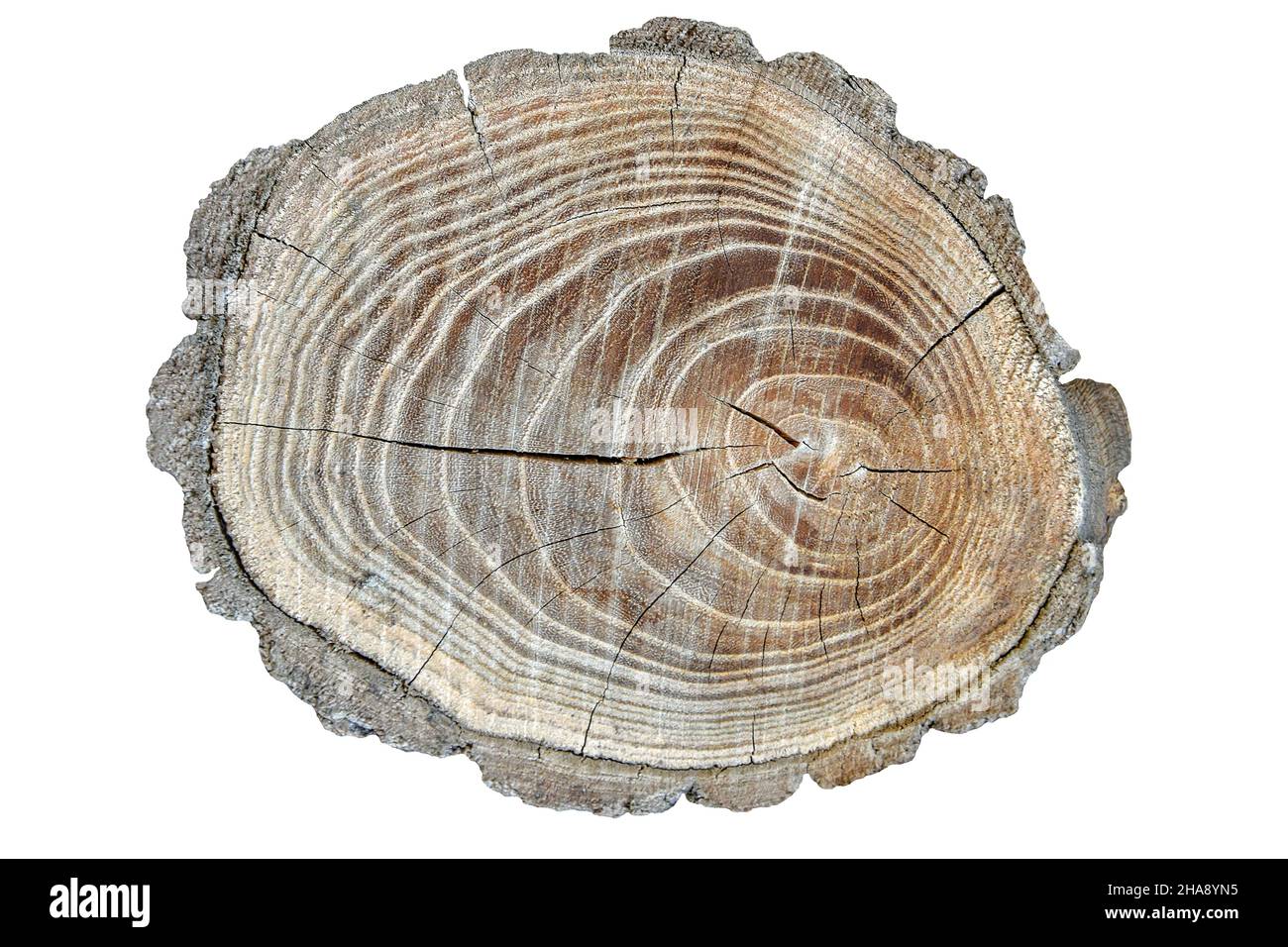 Big tree trunk slice cut from the woods isolated on white background ...