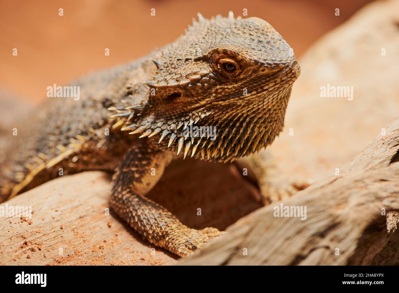 bearded dragon with a spreaded beard in the terrarium Stock Photo - Alamy