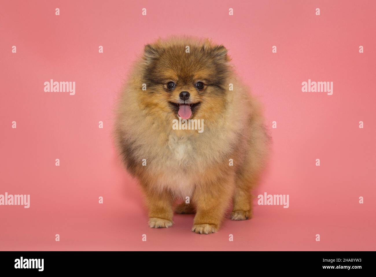 Red Pomeranian puppy with beautiful hair on a pink background Stock ...