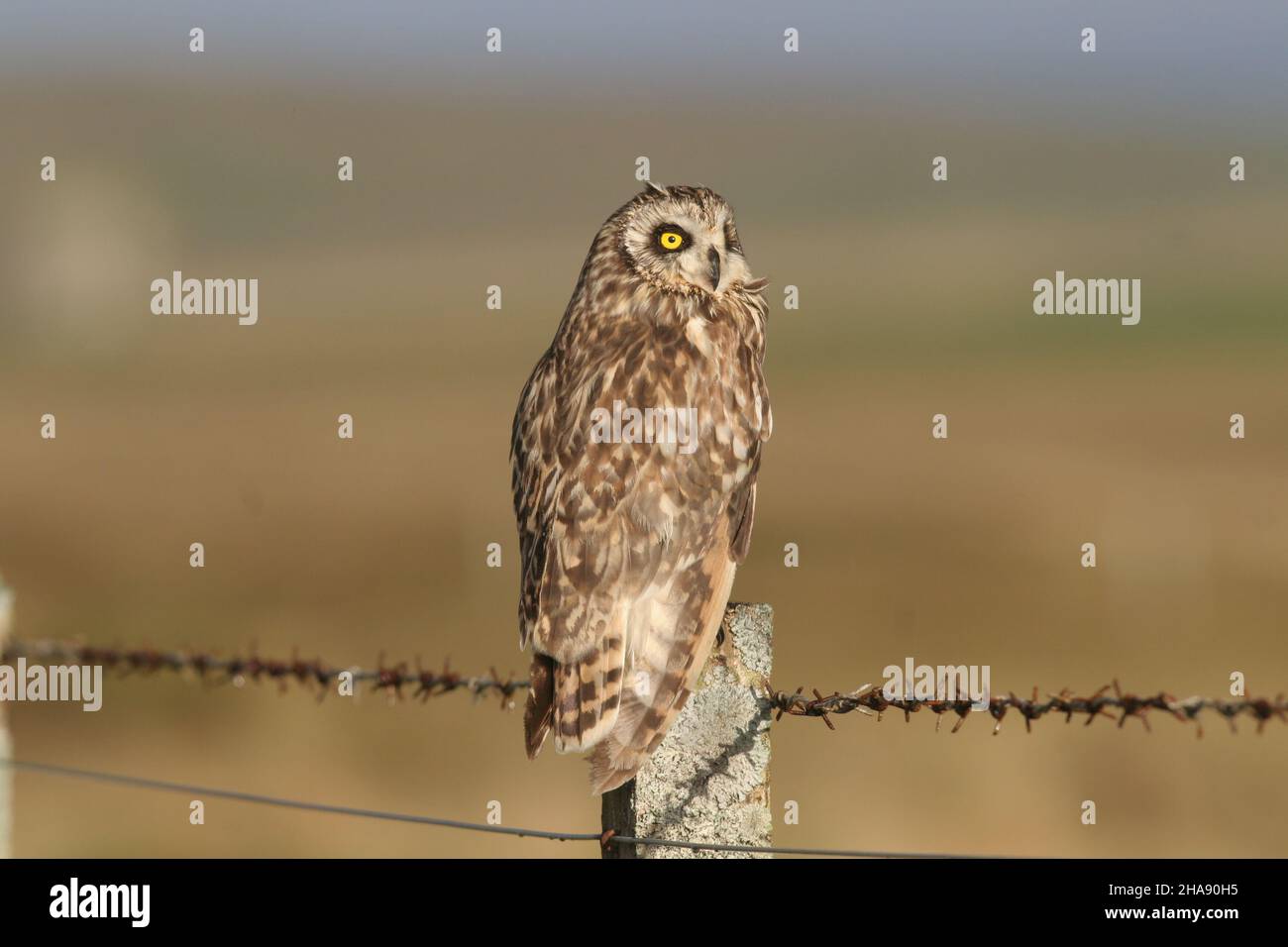 Short-eared owl are easily spotted on North Uist with their diurnal feeding. Often spotted on ...