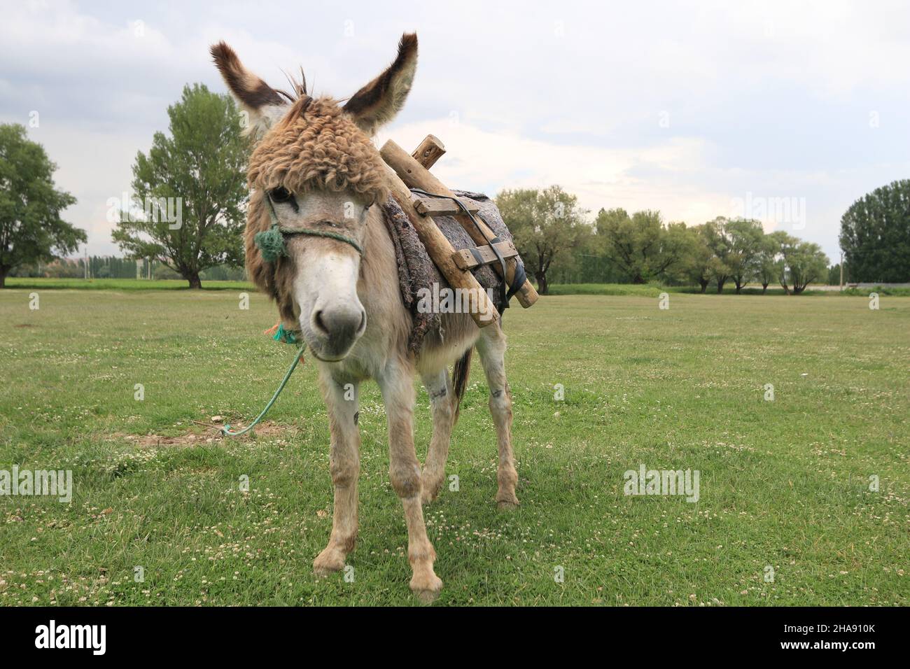 Barnyard fun hi-res stock photography and images - Alamy