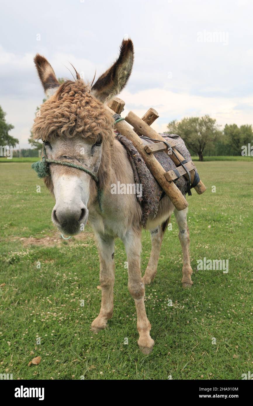 Curly hair donkey hi-res stock photography and images - Alamy