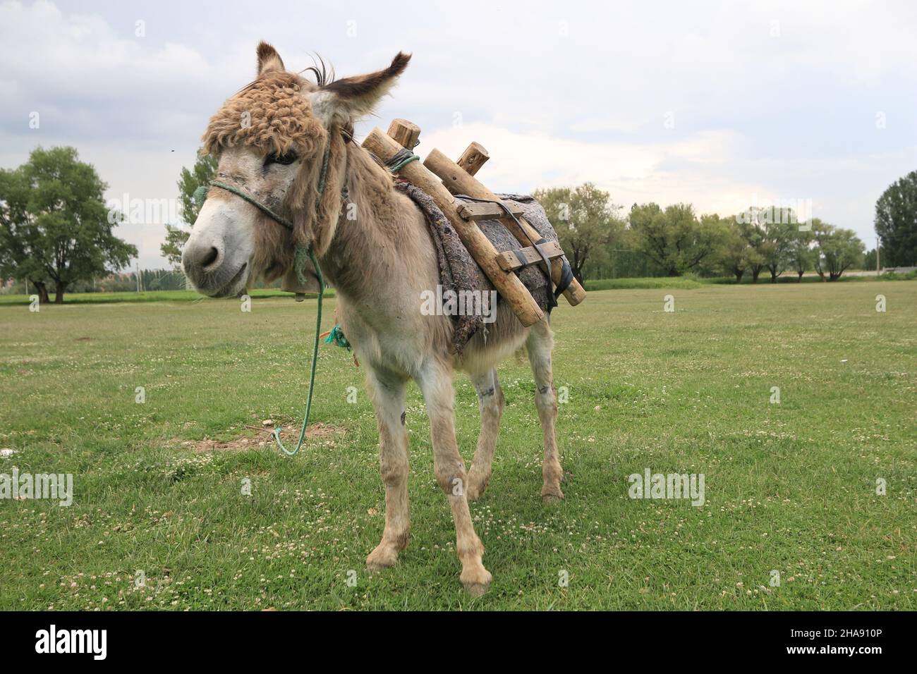 Saddle mule hi-res stock photography and images - Alamy