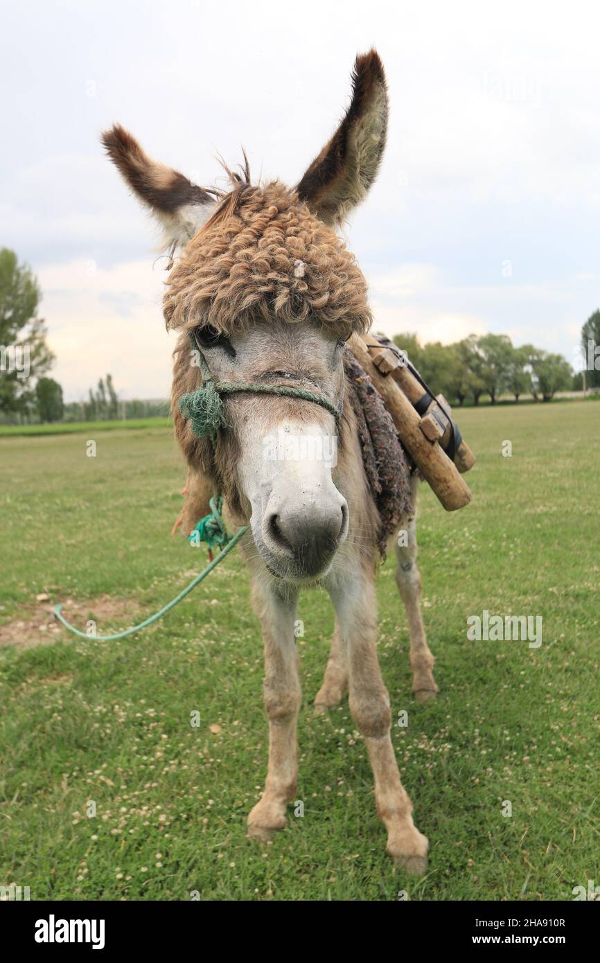 Curly hair donkey hi-res stock photography and images - Alamy