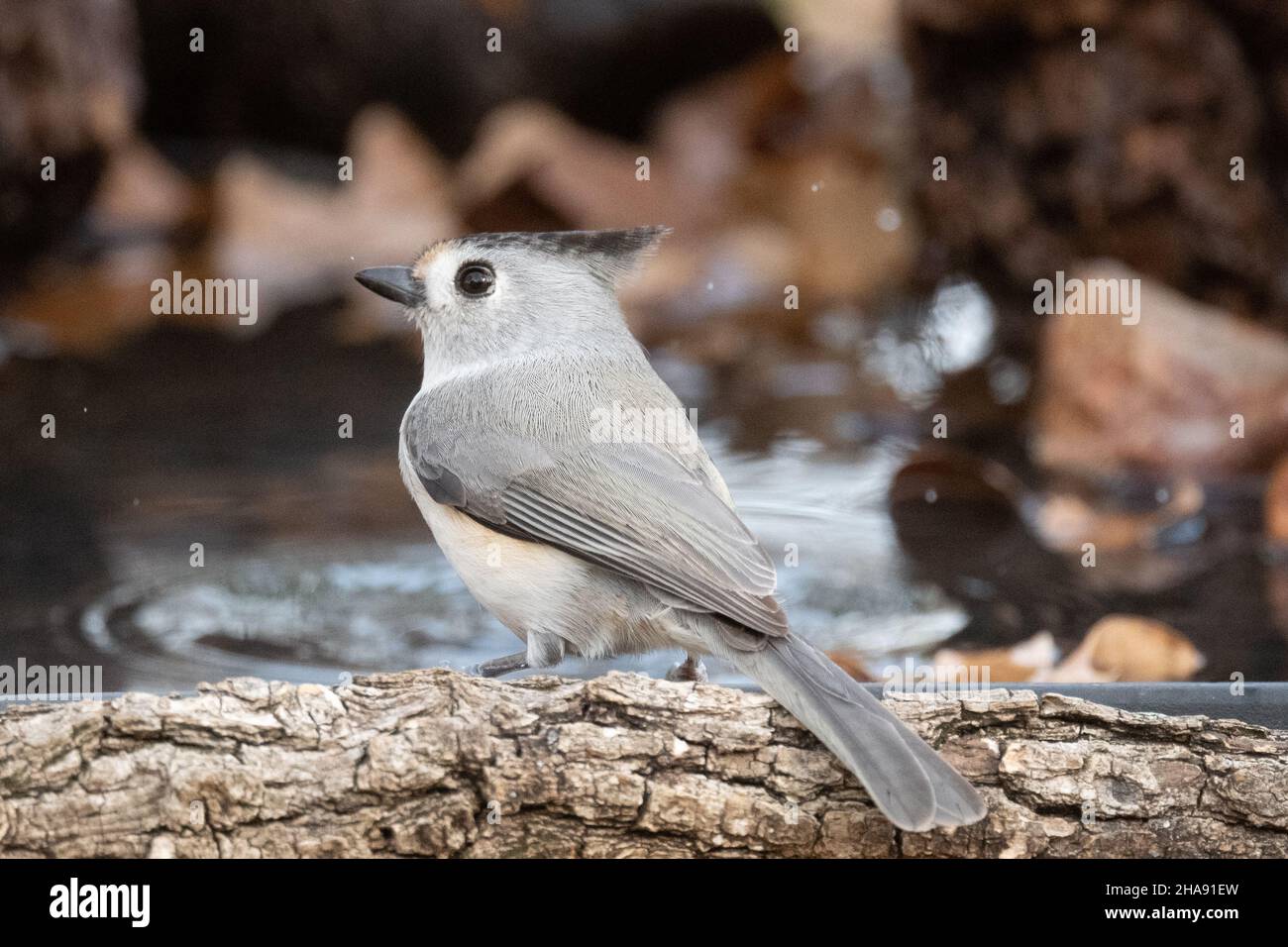 Black-crested Titmouse Baeolophus atricristatus or hybrid Tufted ...