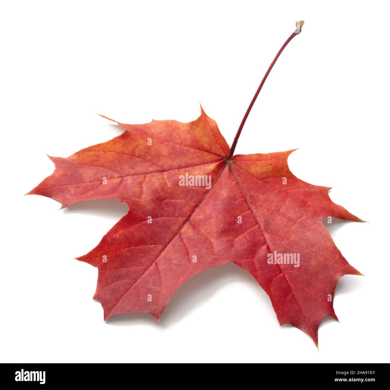 Single autumn maple leaf on white background with shadows, clipping ...