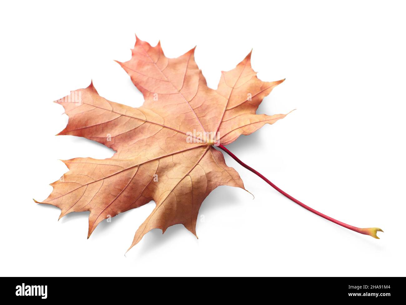 Single autumn maple leaf on white background with shadows, clipping ...