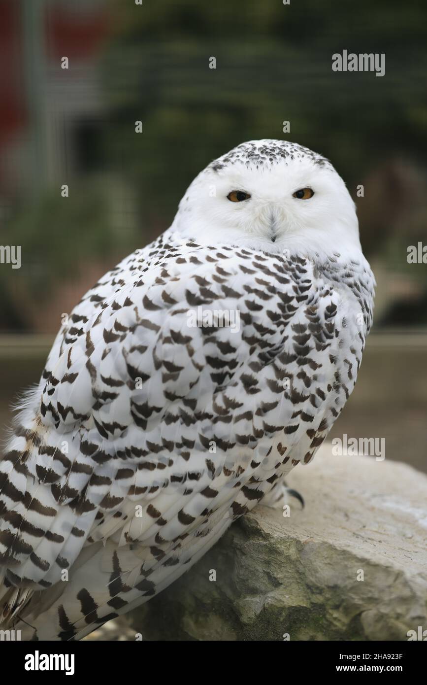 Closeup shot of a cute white owl Stock Photo - Alamy