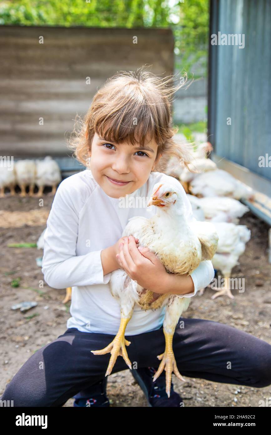 The child in the chicken coop feeds the hens. Selective focus. Kid ...