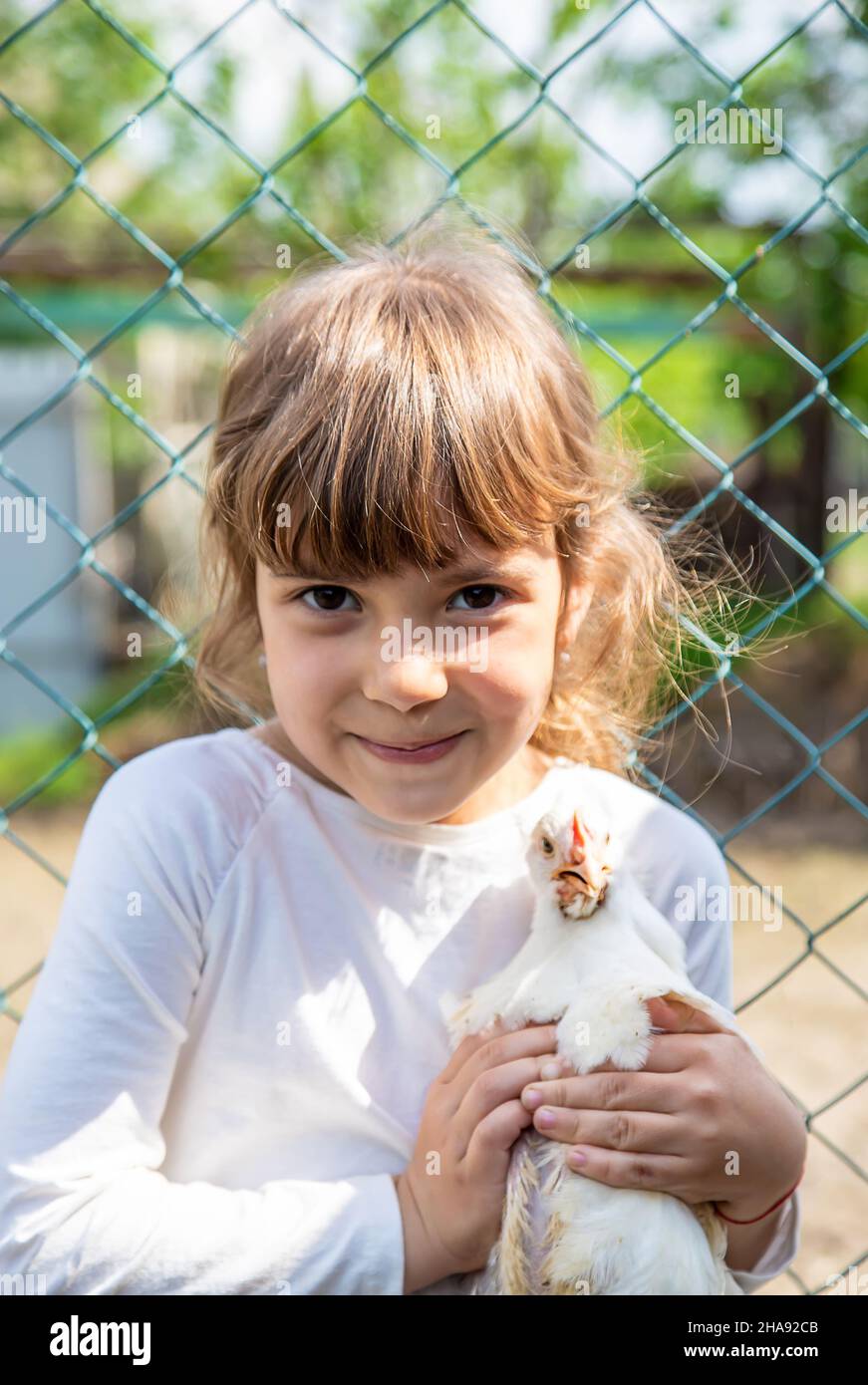 The child in the chicken coop feeds the hens. Selective focus. Kid ...