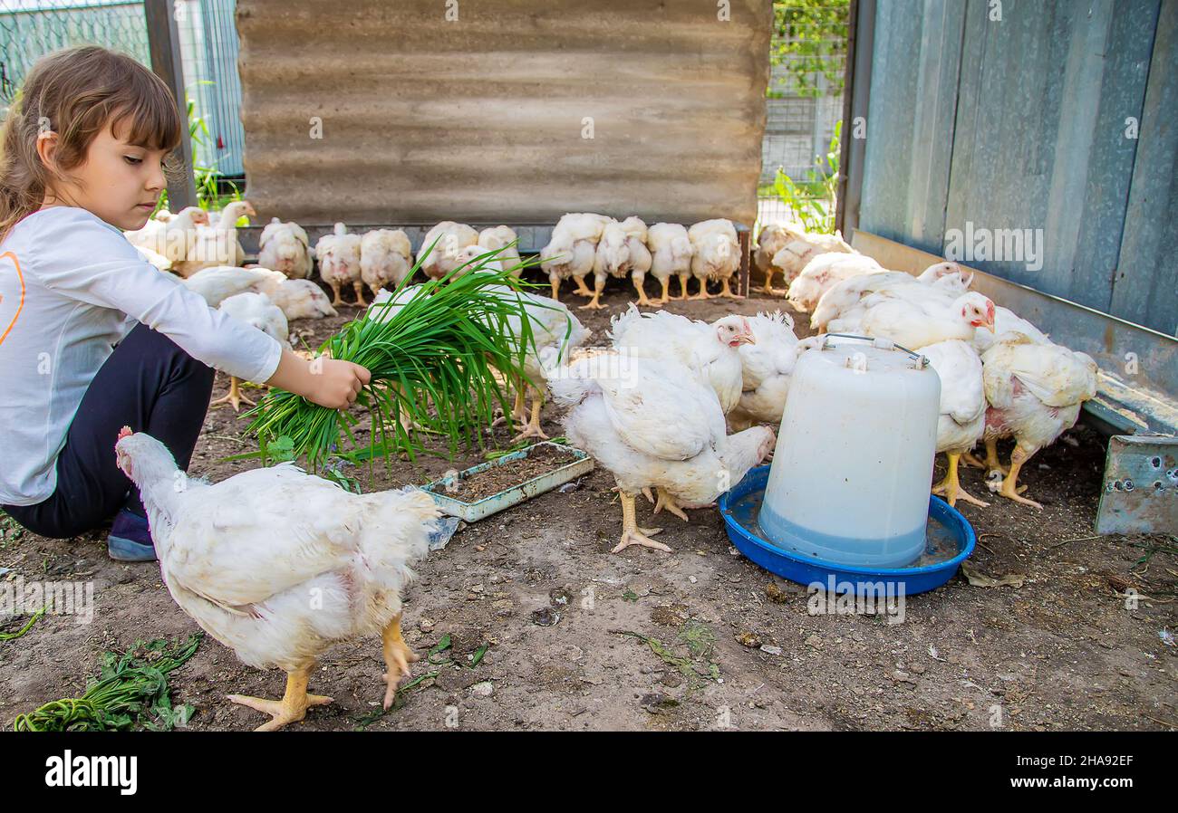 The child in the chicken coop feeds the hens. Selective focus. Kid ...