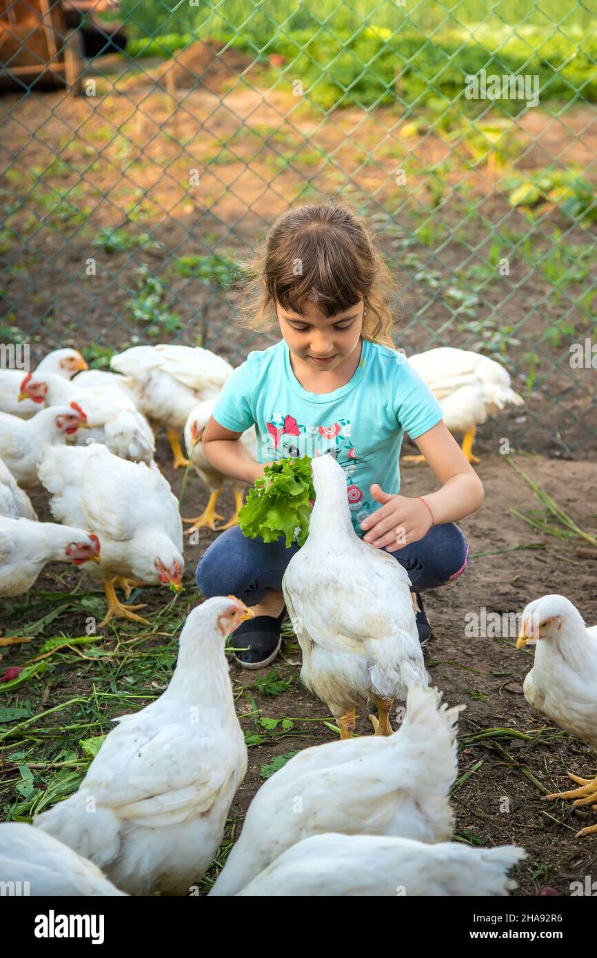 The child in the chicken coop feeds the hens. Selective focus. Kid ...