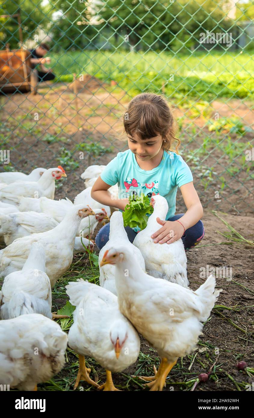 The child in the chicken coop feeds the hens. Selective focus. Kid ...
