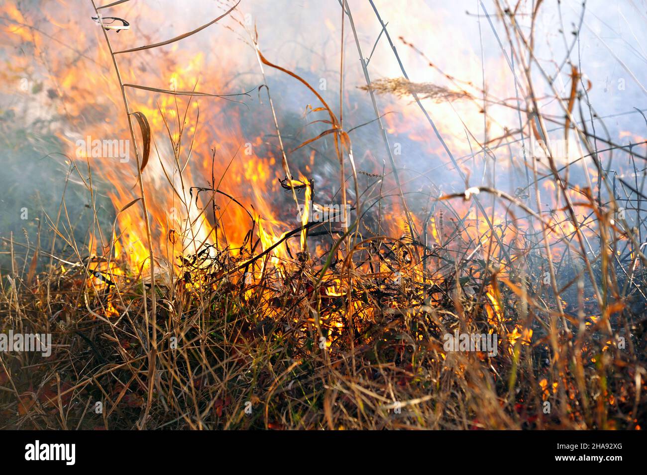 open fire burning dry grass close up photo Stock Photo - Alamy