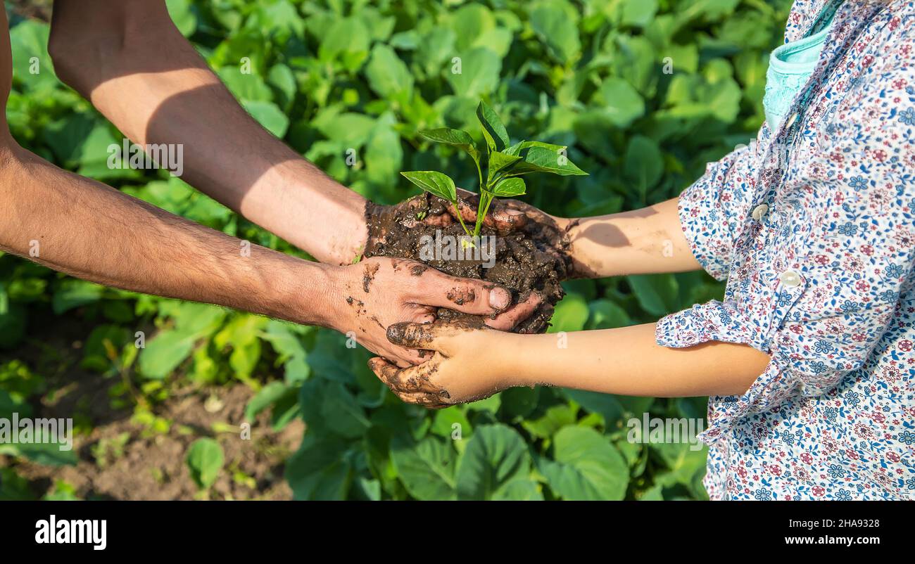 Father son planting tree together hi-res stock photography and images ...