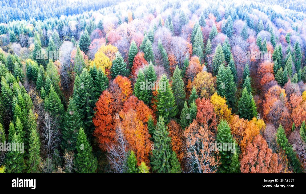 Autumn forest with bright colorful trees top view. Natural background ...