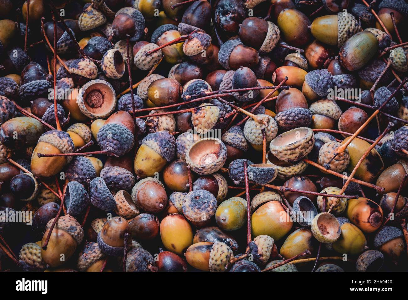 dry acorn background. texture from large acorns Stock Photo - Alamy