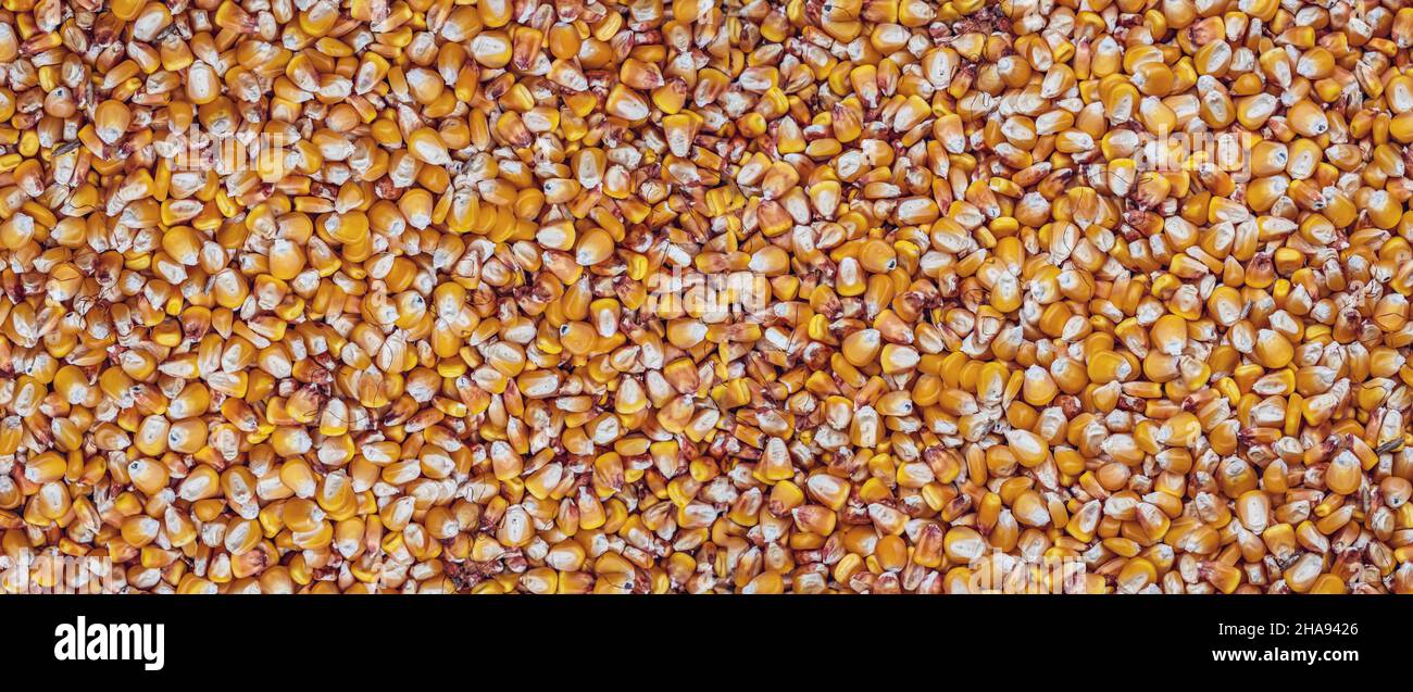 dry yellow corn grain background Stock Photo - Alamy