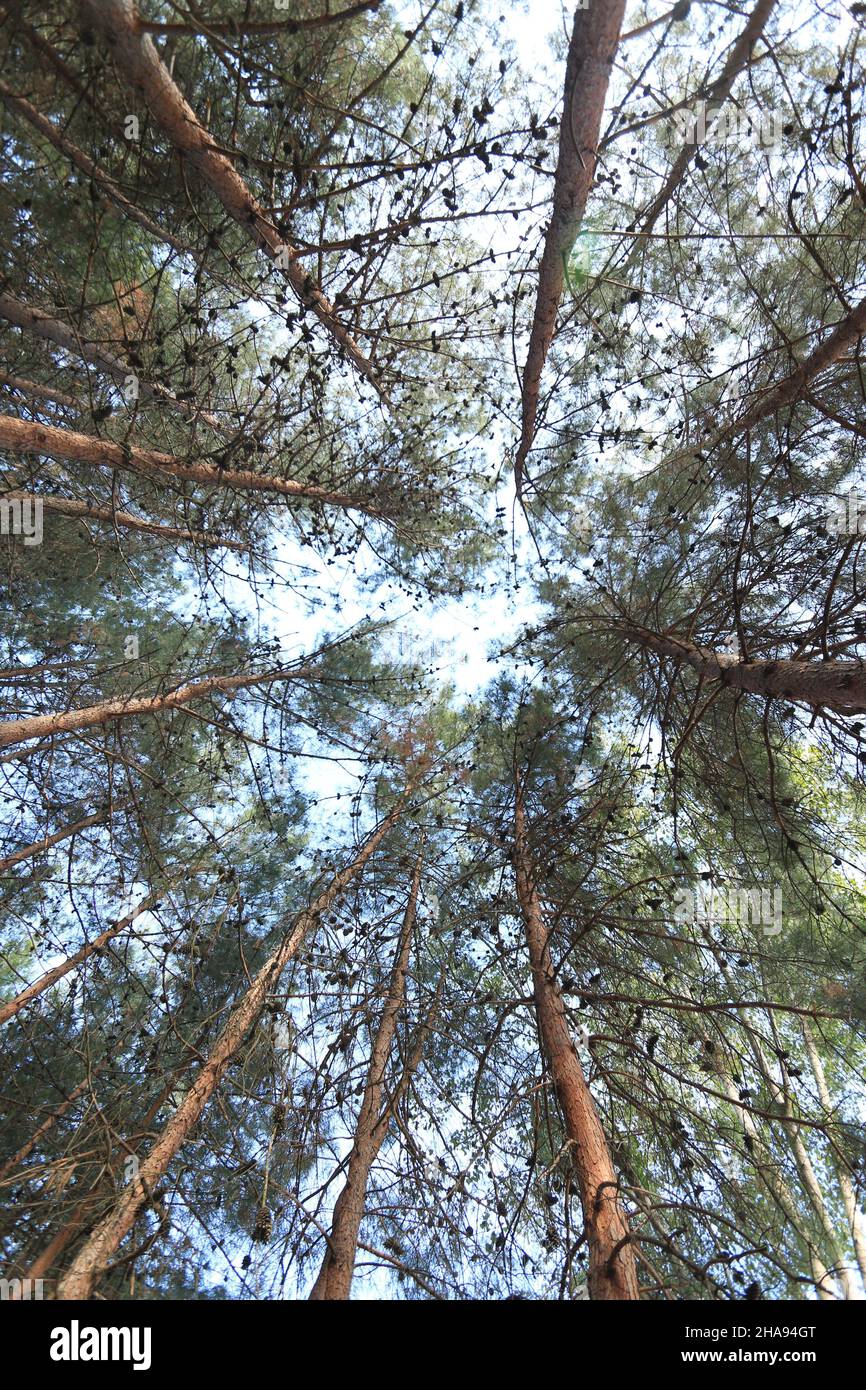 Pine trees, trees stretching through the sky. Nature background Stock ...