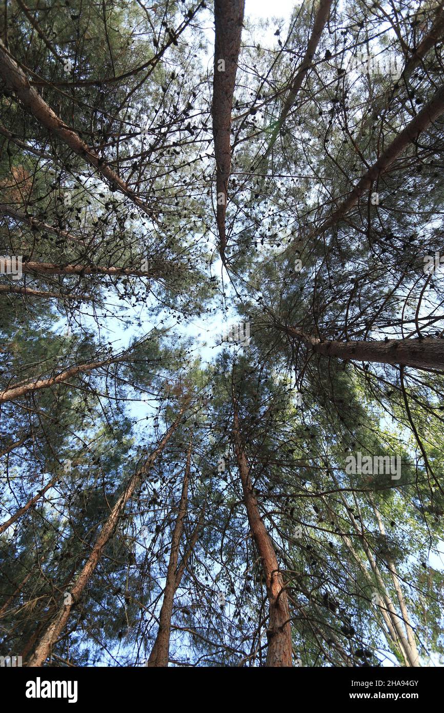 Pine trees, trees stretching through the sky. Nature background Stock ...