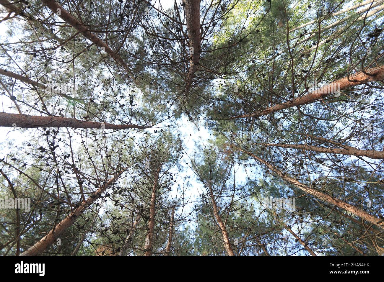 Pine trees, trees stretching through the sky. Nature background Stock ...