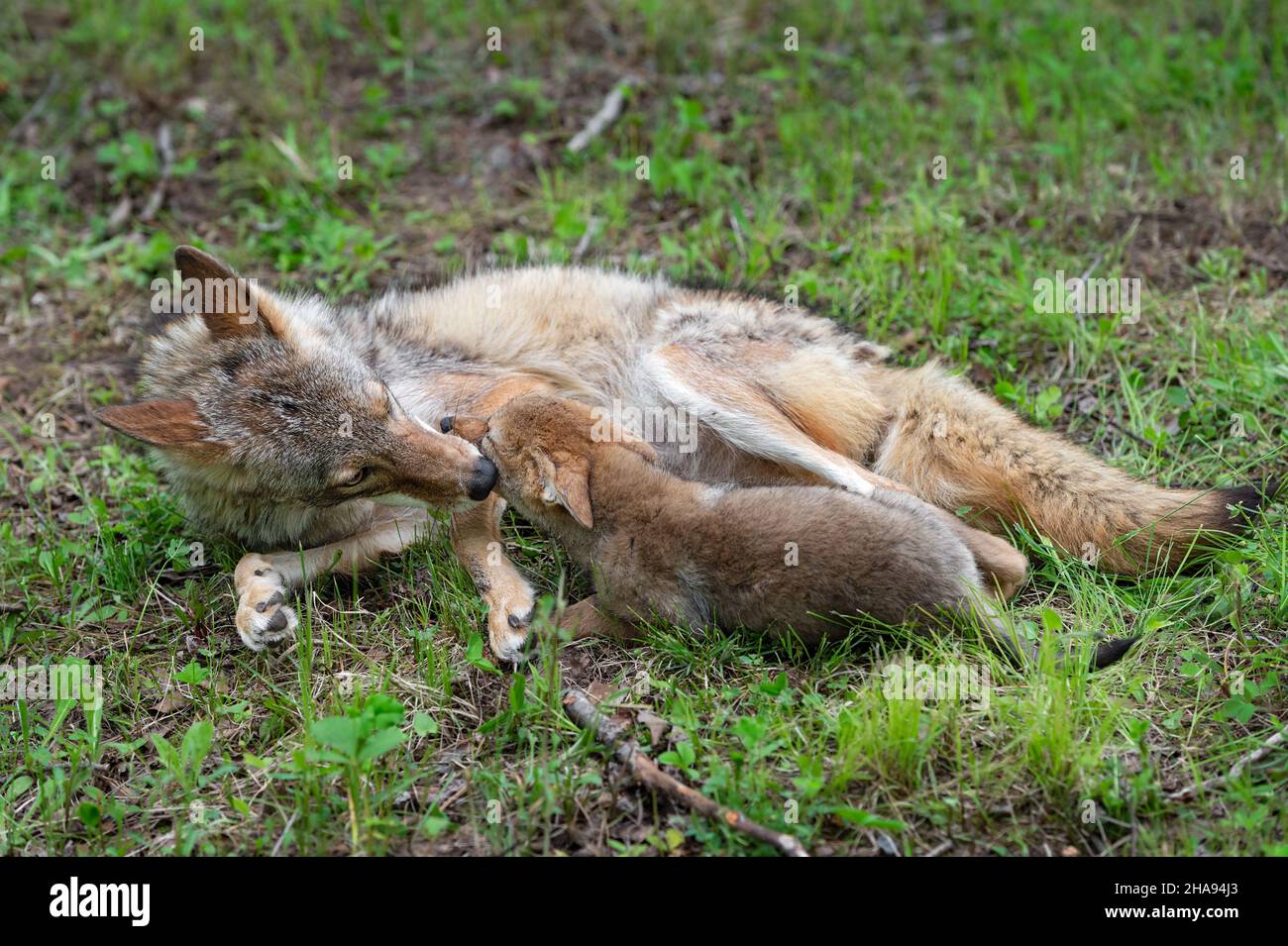 Adult Coyote (Canis latrans) Nuzzles Pup Summer - captive animals Stock ...