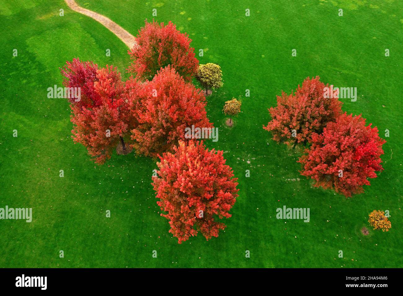Big orange autumn trees on a background of bright green lawn. Aerial ...