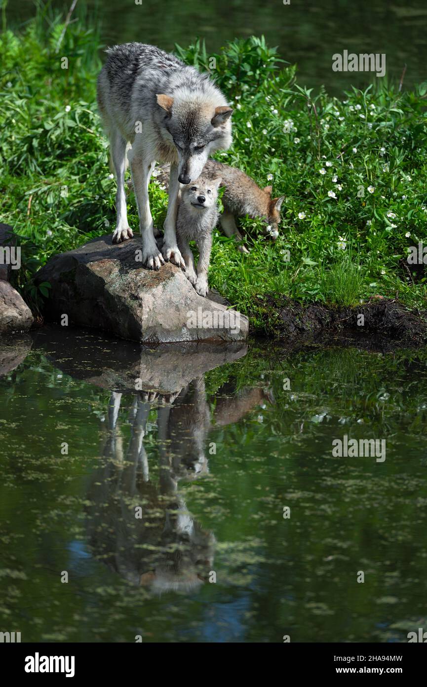Grey Wolf (Canis lupus) and Pup Look Into Water Reflected Summer ...